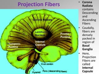 Brain Internal Capsule – Structure Orientation Tracts - Sanjoy Sanyal ...