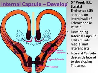 Brain Internal Capsule – Structure Orientation Tracts - Sanjoy Sanyal ...