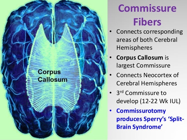 Brain Internal Capsule – Structure Orientation Tracts - Sanjoy Sanyal