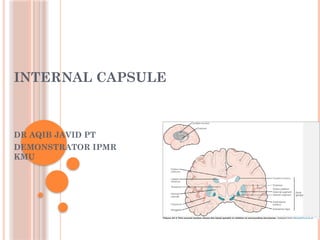 Anatomy of internal capsule UPDATED.pptx