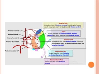 Anatomy of internal capsule UPDATED.pptx