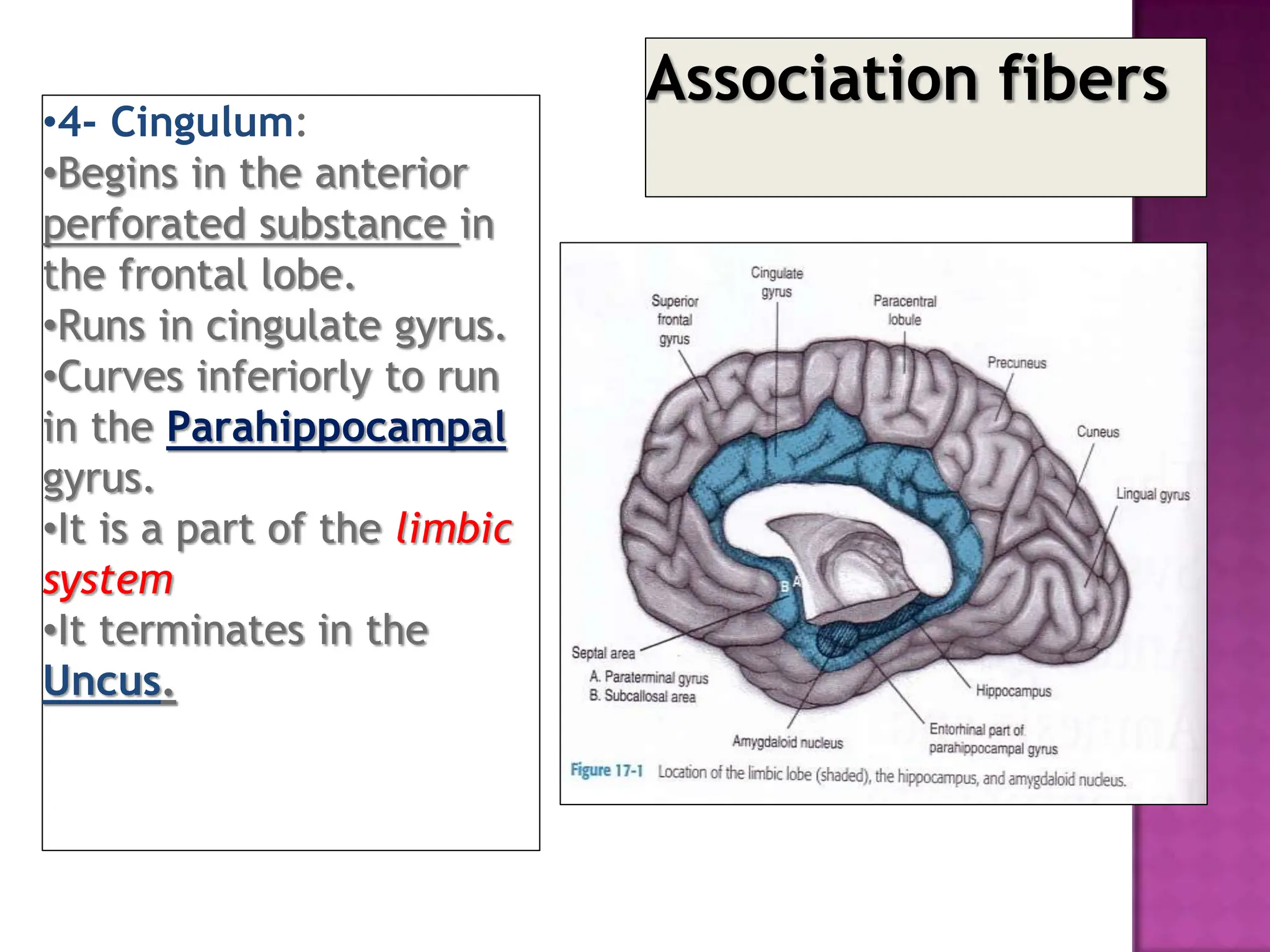 internal capsule white matter of cerebrum.pptx