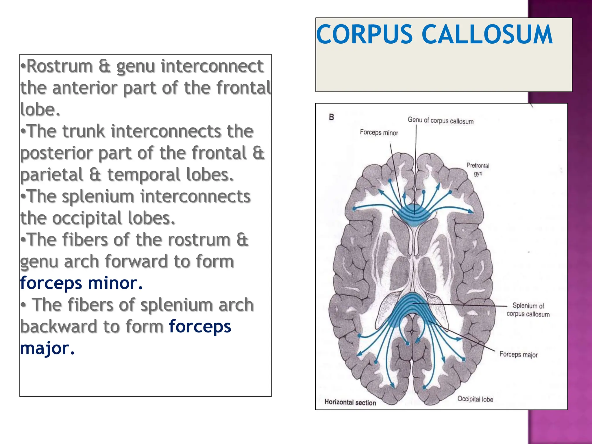 internal capsule white matter of cerebrum.pptx