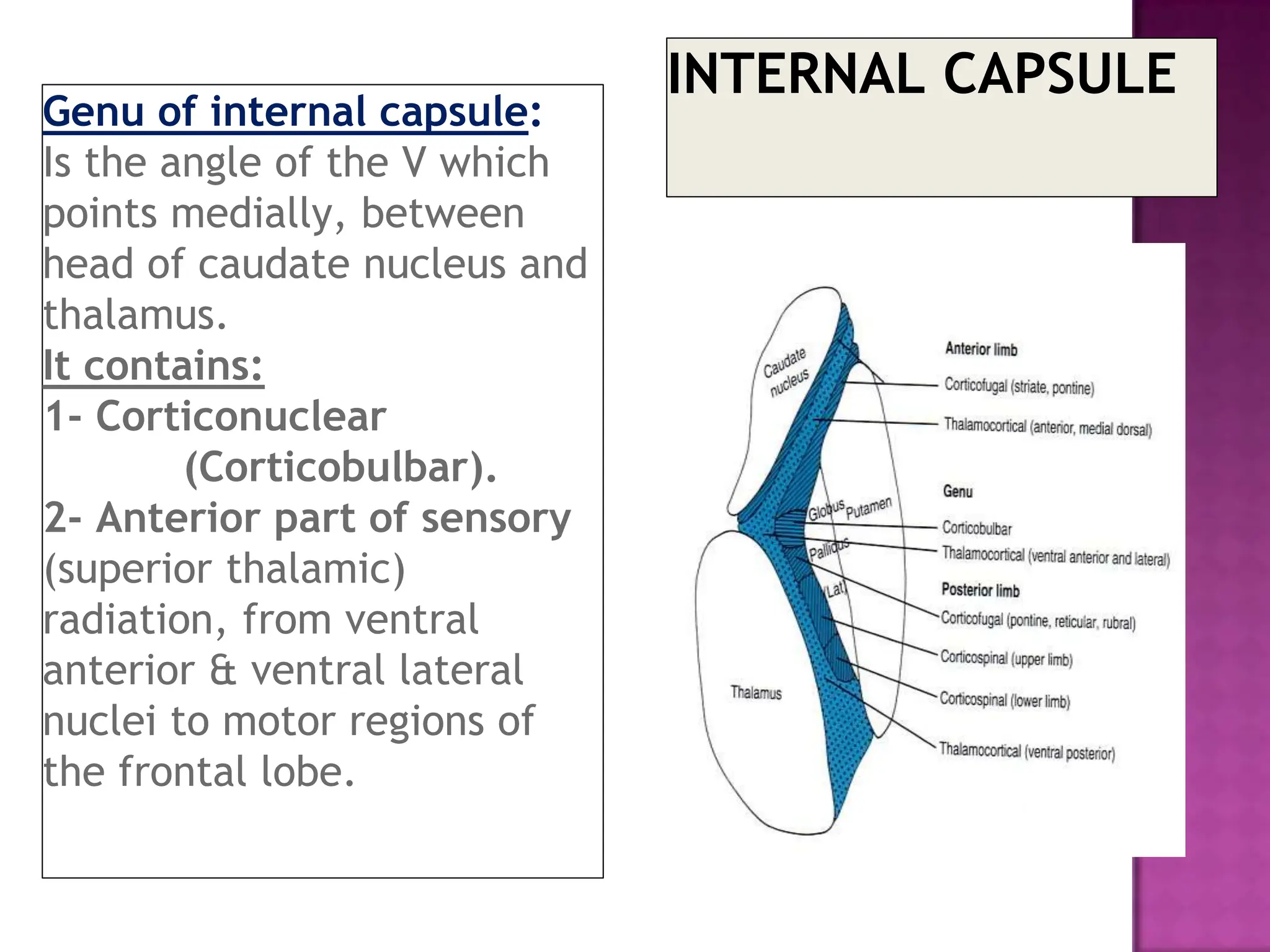 internal capsule white matter of cerebrum.pptx