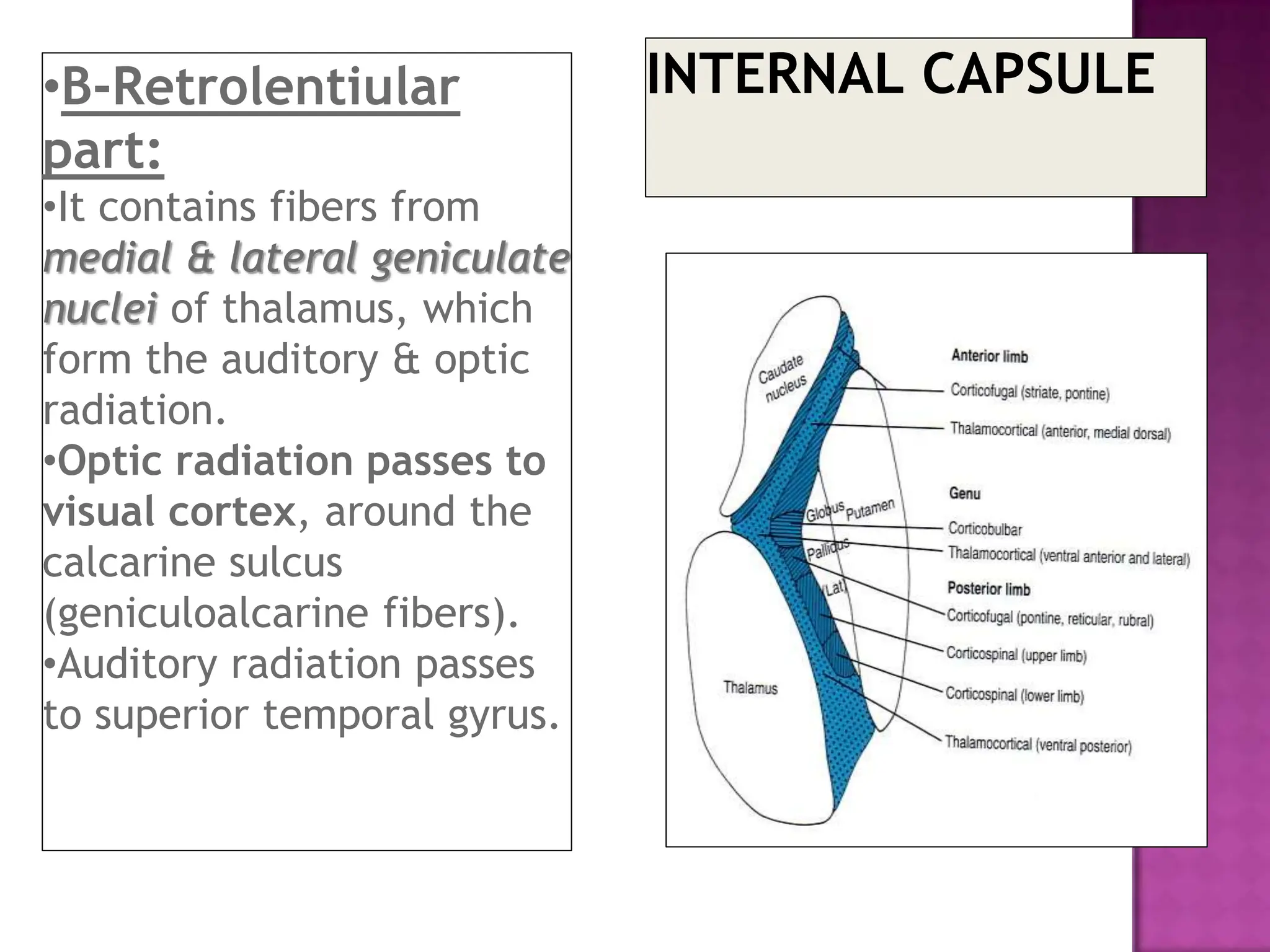 internal capsule white matter of cerebrum.pptx