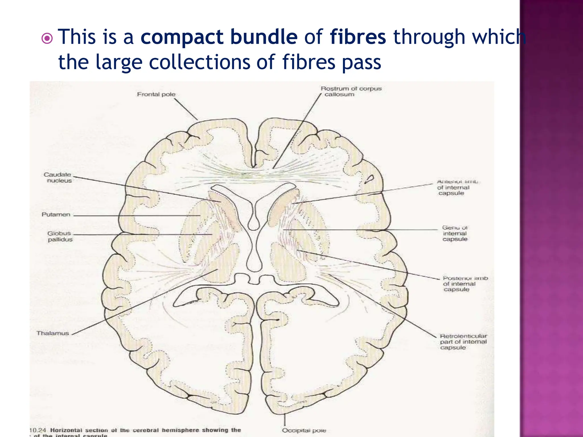 internal capsule white matter of cerebrum.pptx