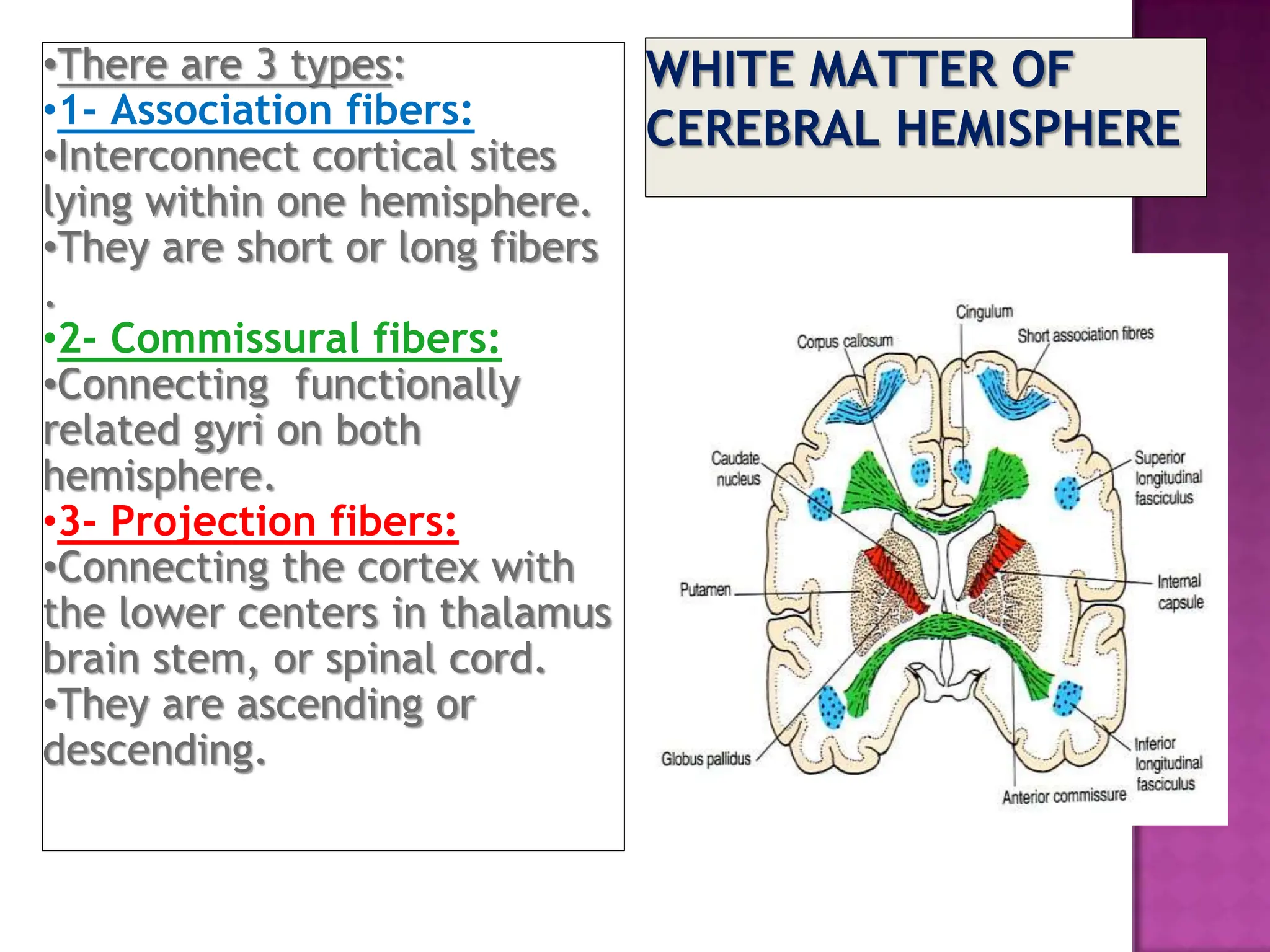 internal capsule white matter of cerebrum.pptx