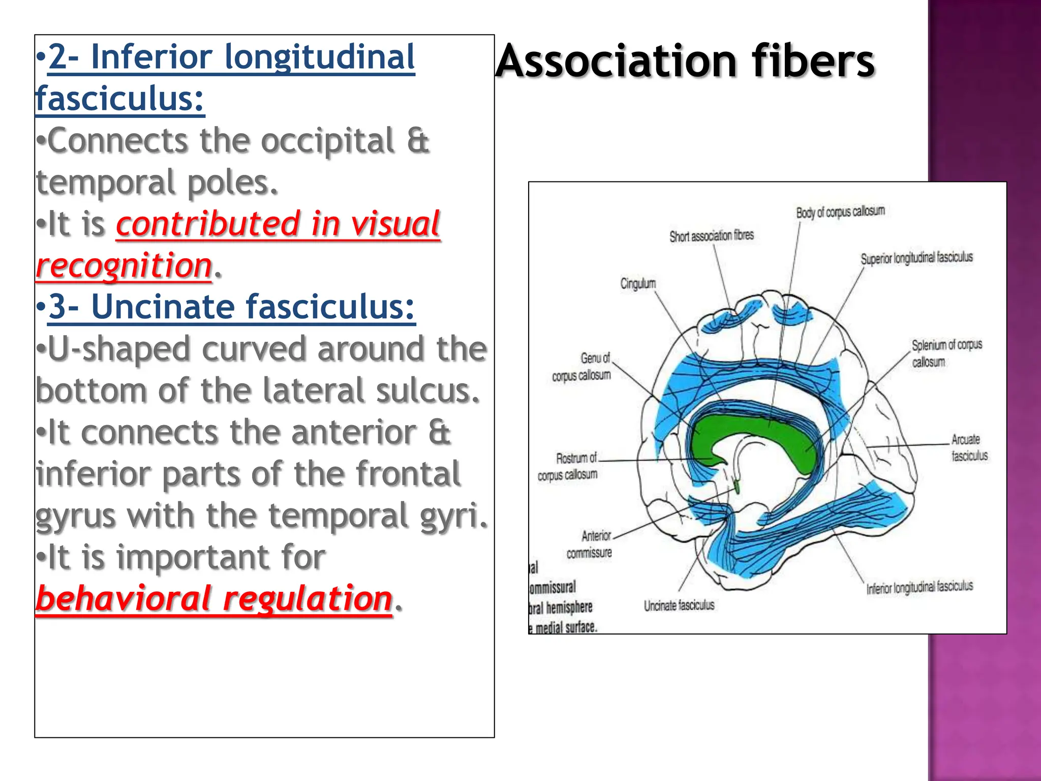 internal capsule white matter of cerebrum.pptx