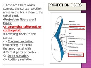 internal capsule white matter of cerebrum.pptx