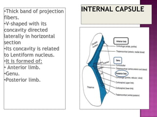 internal capsule white matter of cerebrum.pptx