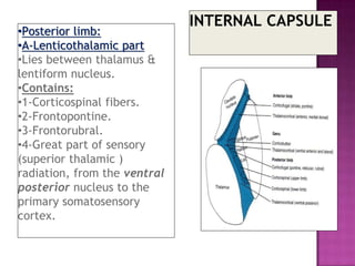 internal capsule white matter of cerebrum.pptx