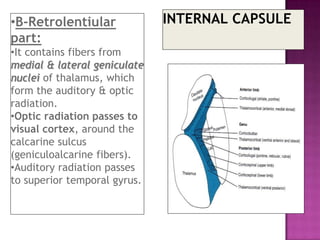 internal capsule white matter of cerebrum.pptx