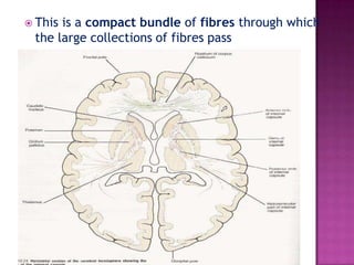 internal capsule white matter of cerebrum.pptx