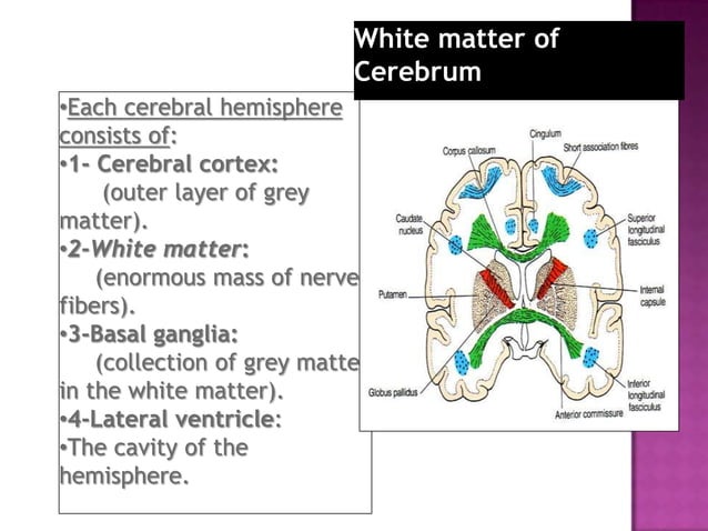 internal capsule white matter of cerebrum.pptx