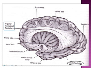 internal capsule white matter of cerebrum.pptx