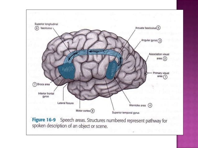 internal capsule white matter of cerebrum.pptx