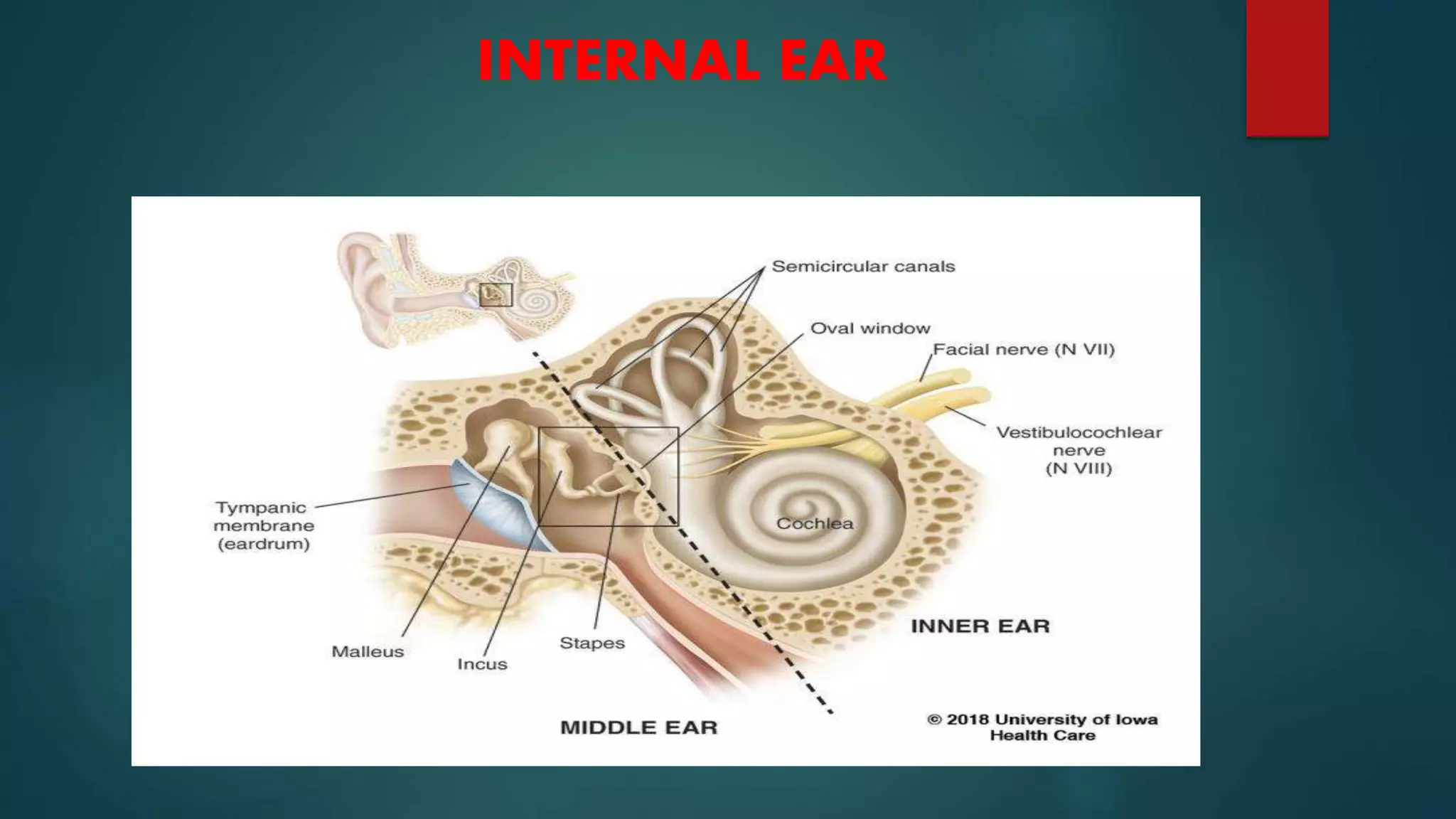 Internal ear | PPTX