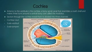 Internal ear | PPTX