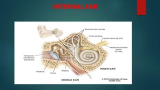 Internal ear | PPTX