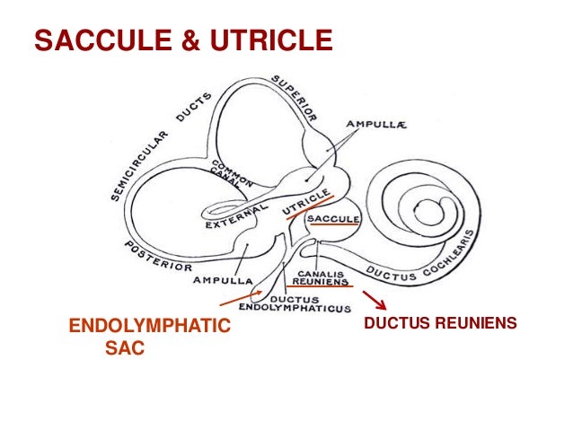 INTERNAL EAR.pptx | Ear, Nose and Throat Conditions | Diseases and ...
