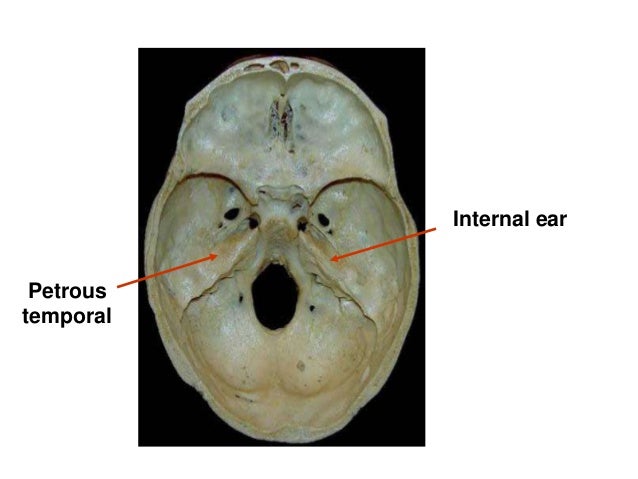 INTERNAL EAR.pptx | Ear, Nose and Throat Conditions | Diseases and ...