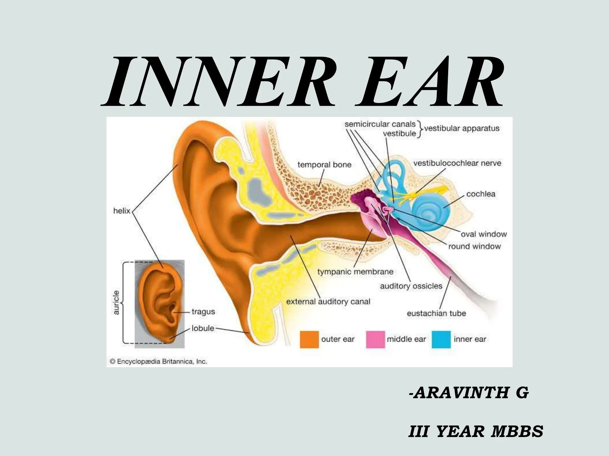 INTERNAL EAR .ENT.pptx for medical students and staffs which is ...