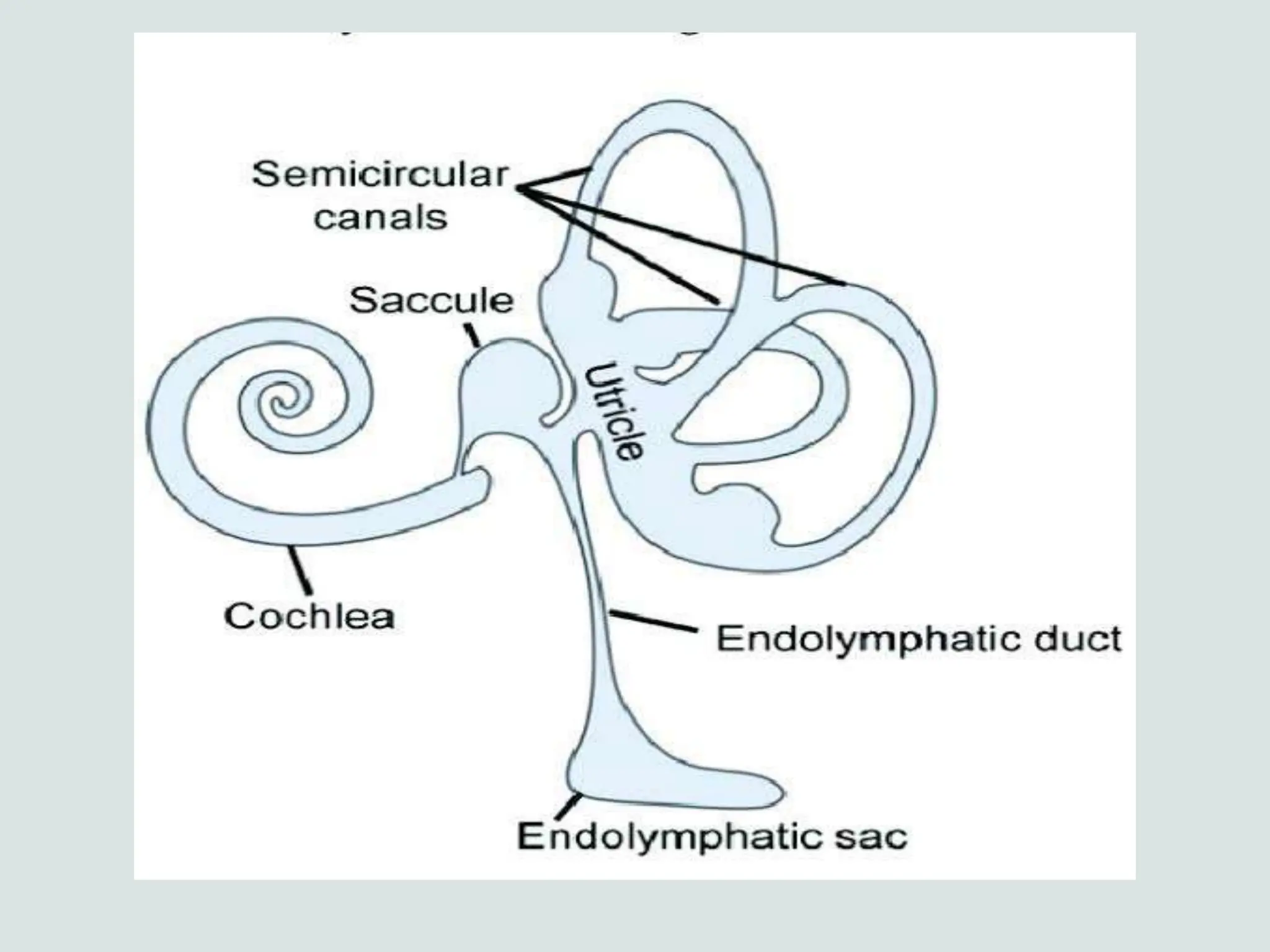 INTERNAL EAR .ENT.pptx for medical students and staffs which is ...