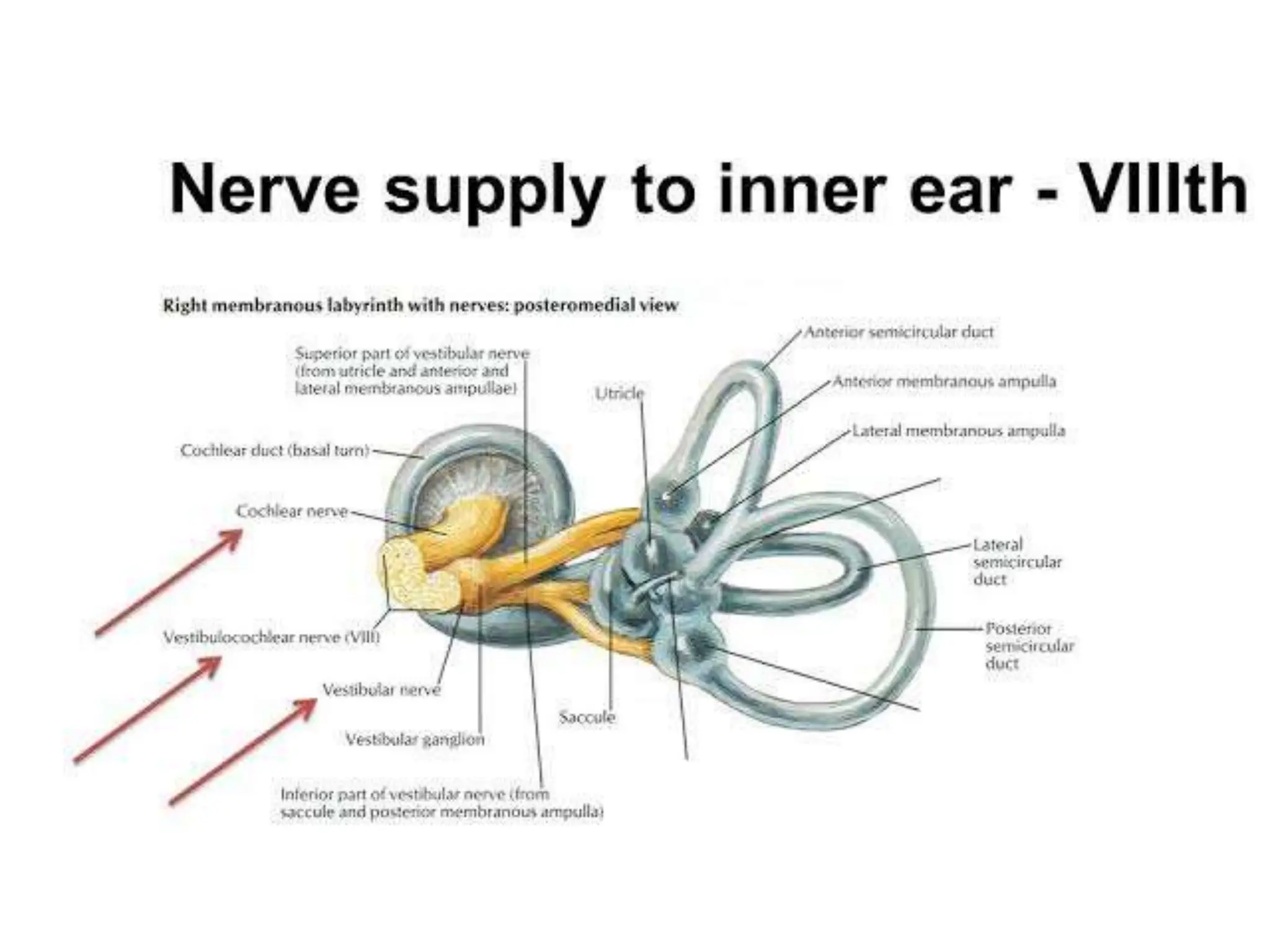 INTERNAL EAR .ENT.pptx for medical students and staffs which is ...