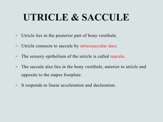 INTERNAL EAR .ENT.pptx for medical students and staffs which is ...