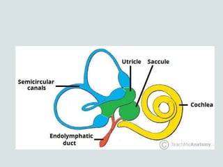 INTERNAL EAR .ENT.pptx for medical students and staffs which is ...