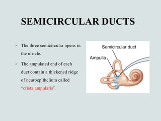 INTERNAL EAR .ENT.pptx for medical students and staffs which is ...