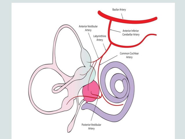 INTERNAL EAR .ENT.pptx for medical students and staffs which is ...