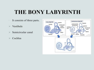 INTERNAL EAR .ENT.pptx for medical students and staffs which is ...
