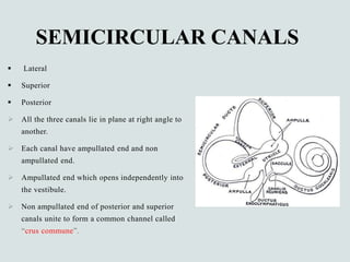 INTERNAL EAR .ENT.pptx for medical students and staffs which is ...