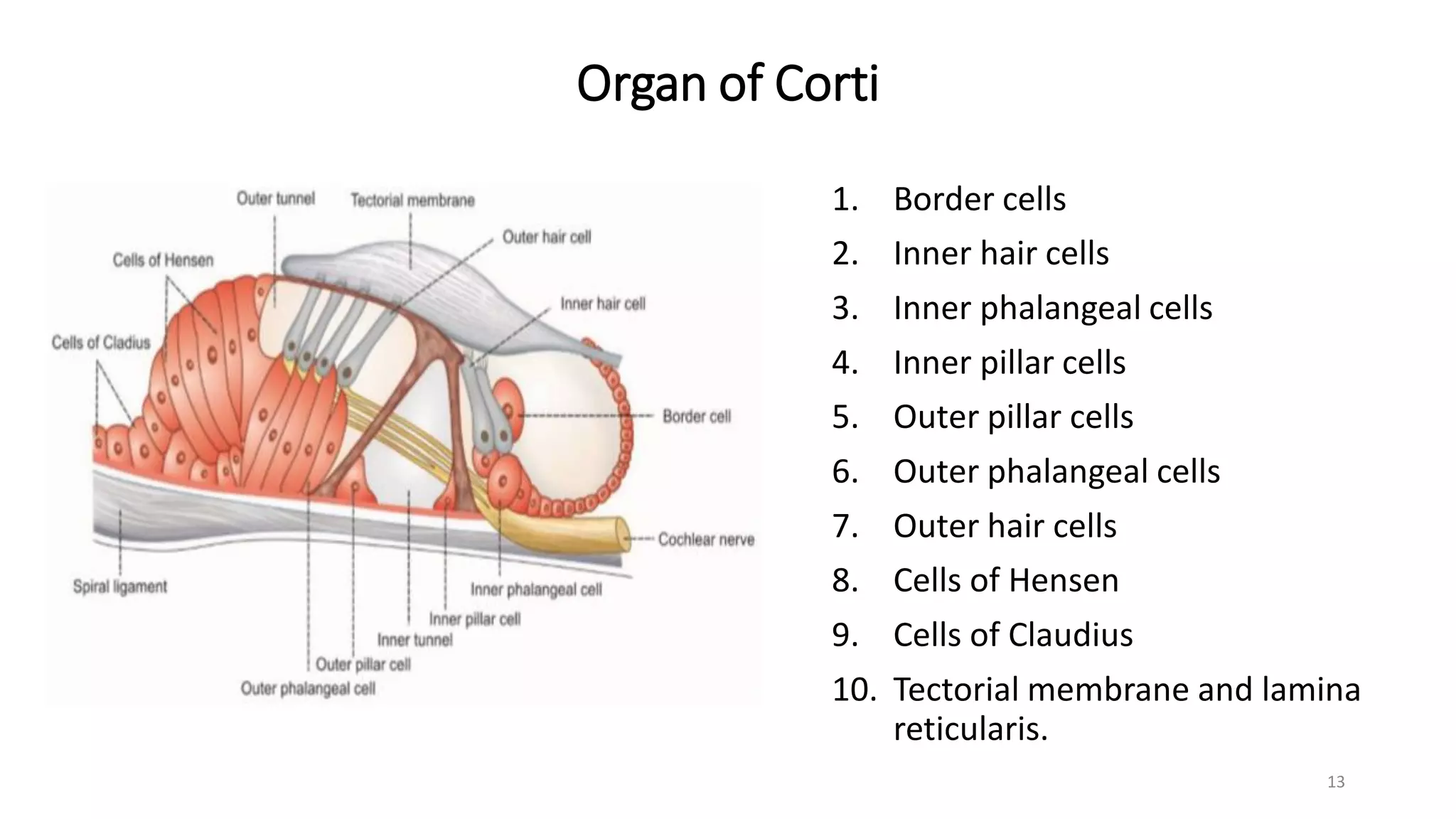 Internal Ear & Mechanism of Hearing | PDF
