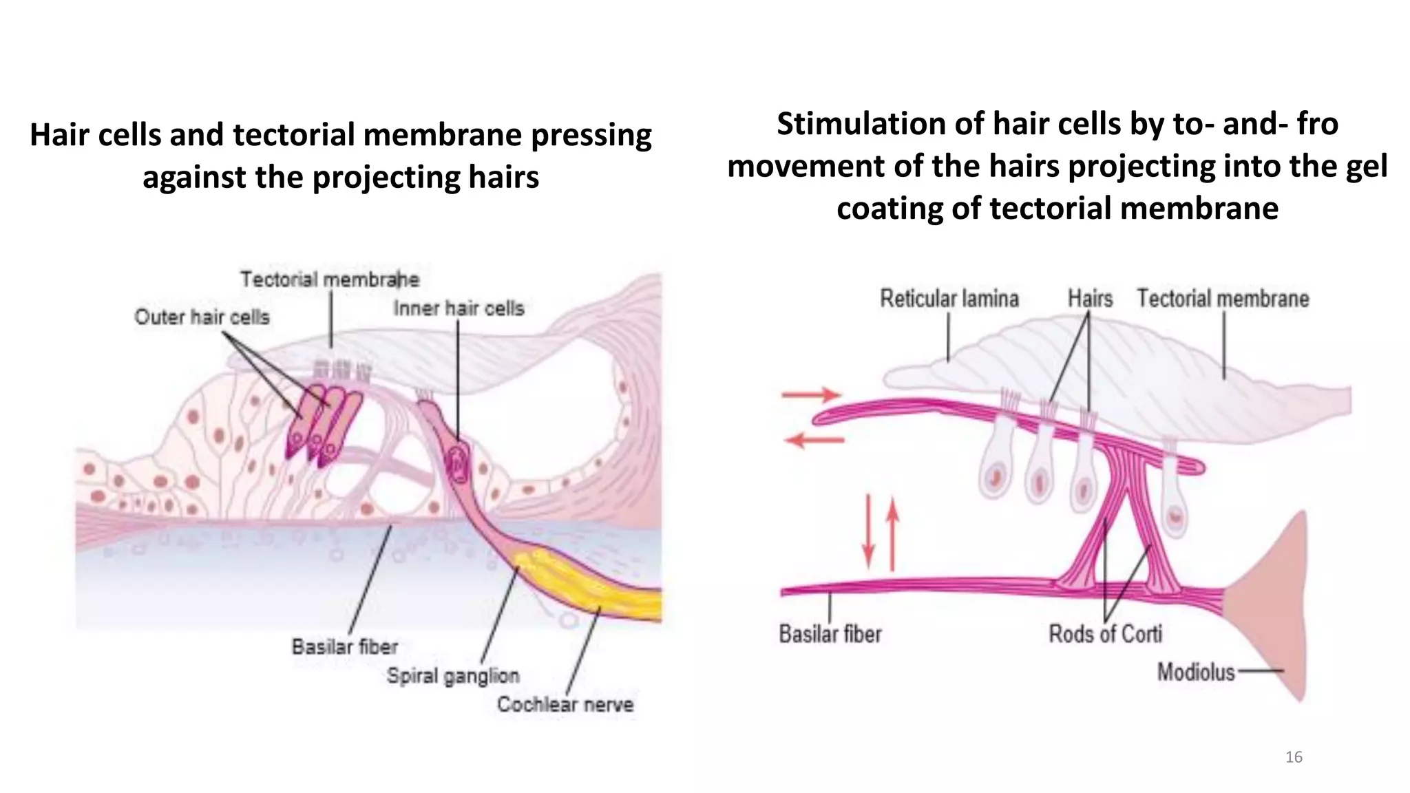 Internal Ear & Mechanism of Hearing | PDF