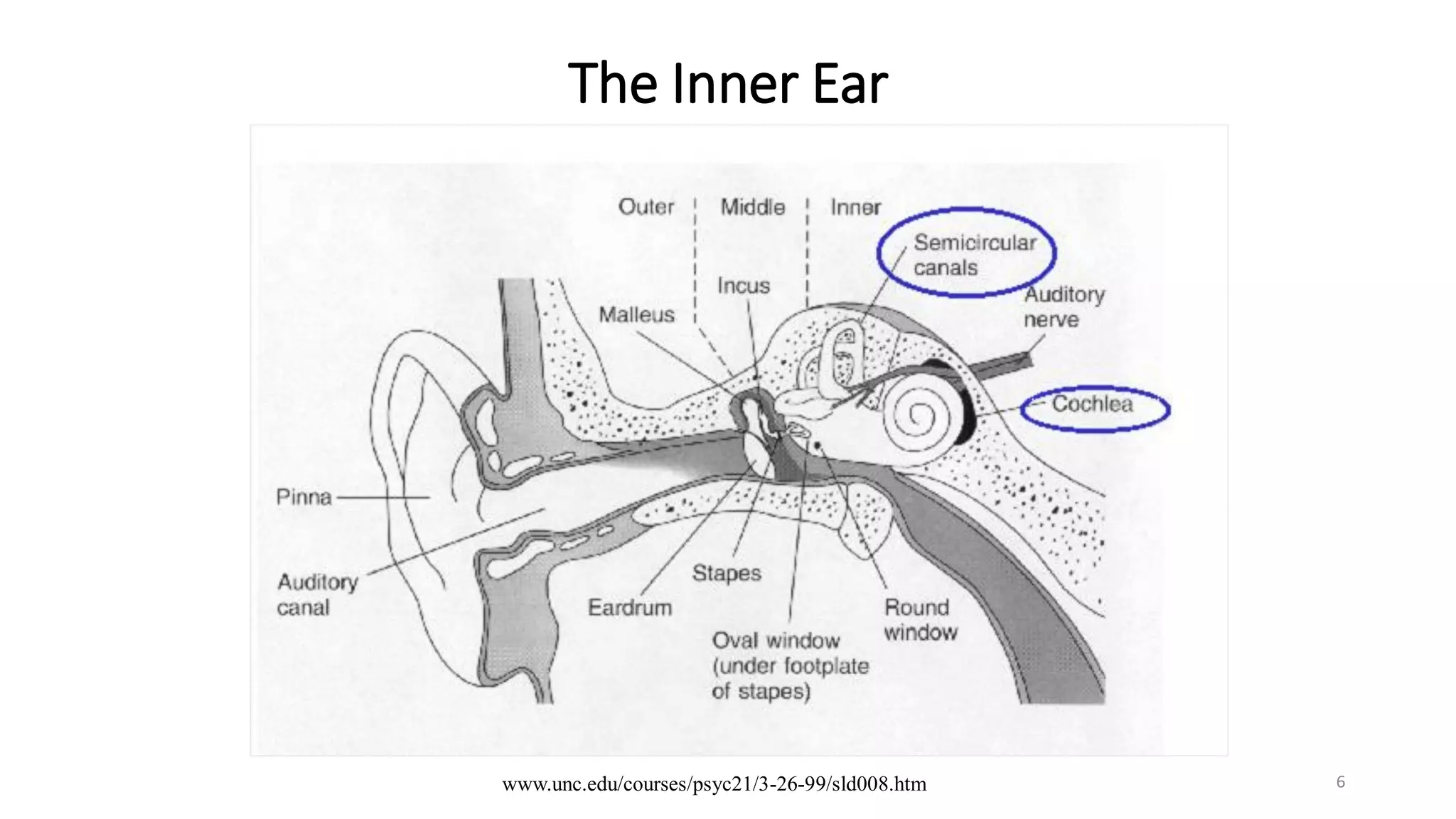 Internal Ear & Mechanism of Hearing | PDF
