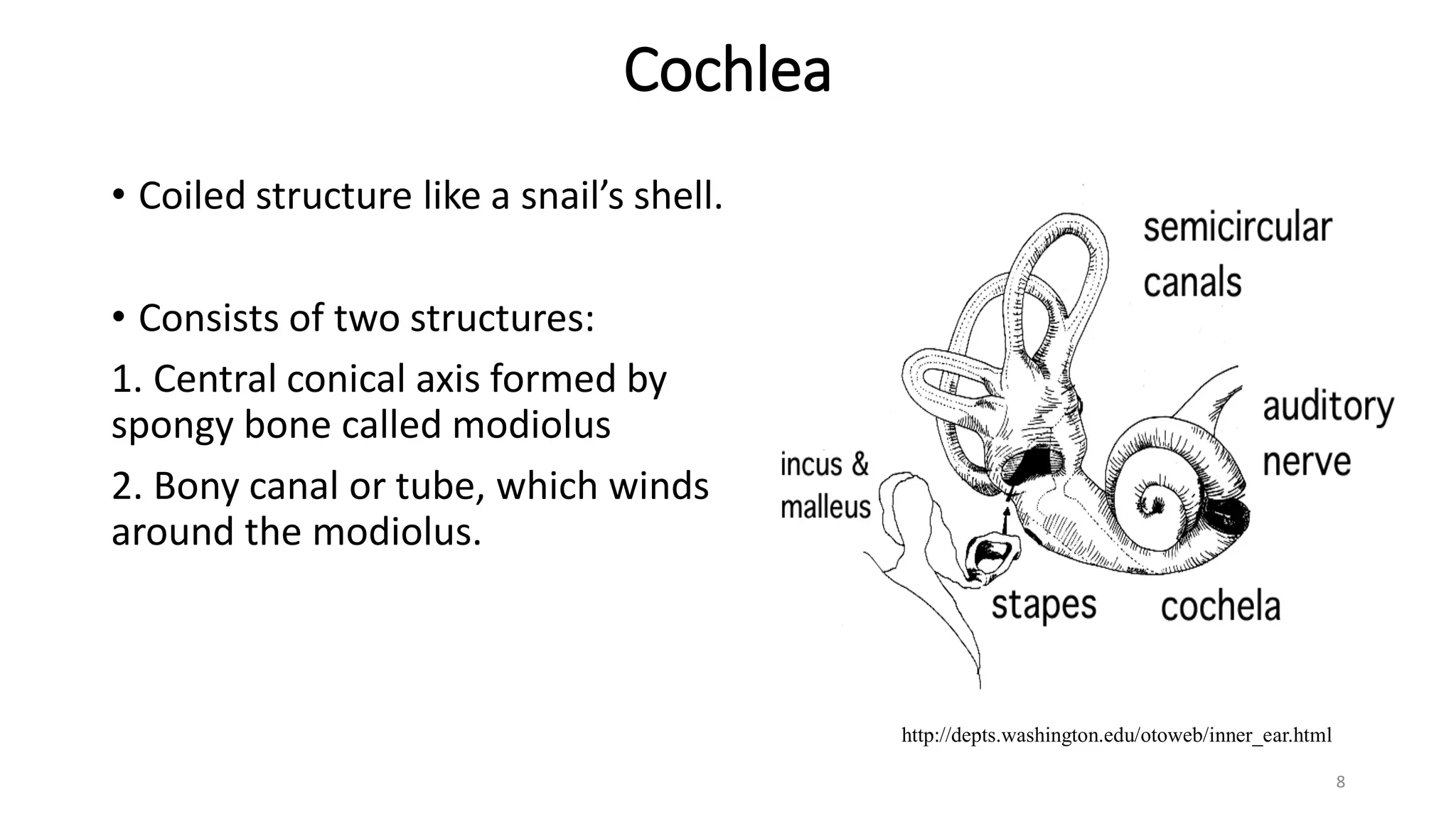 Internal Ear & Mechanism of Hearing | PDF