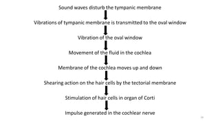 Internal Ear & Mechanism of Hearing | PDF