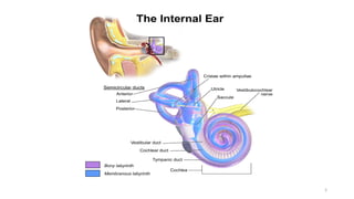 Internal Ear & Mechanism of Hearing | PDF