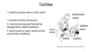 Internal Ear & Mechanism of Hearing | PDF