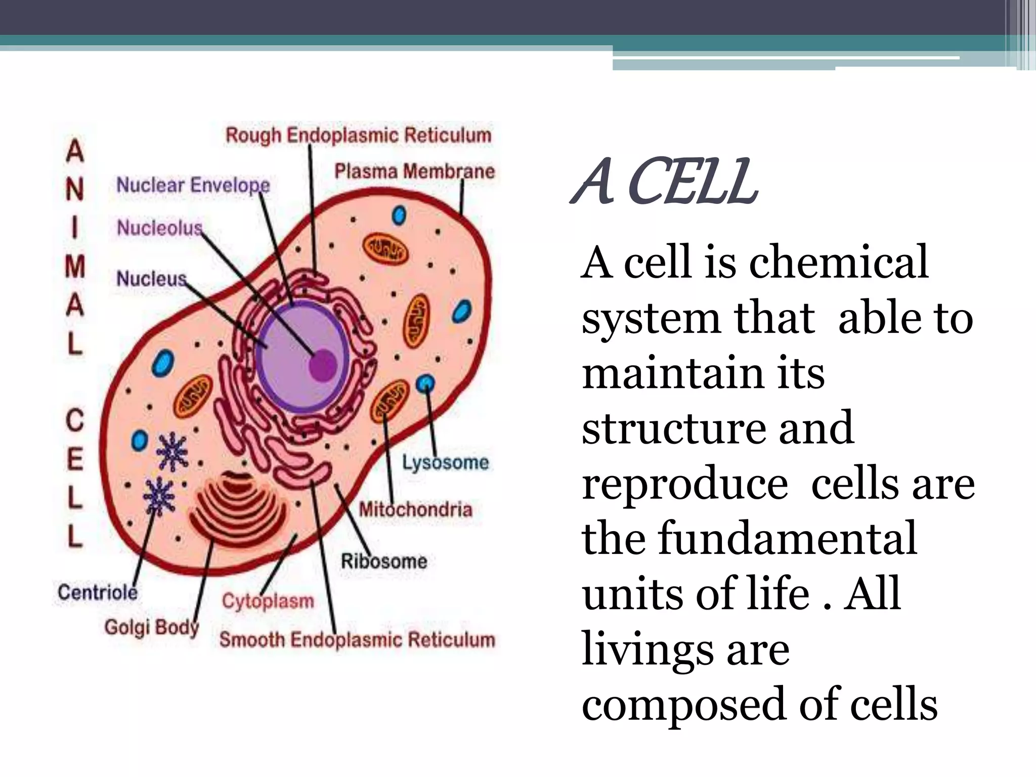 Internal environment and homeostasis | PPTX