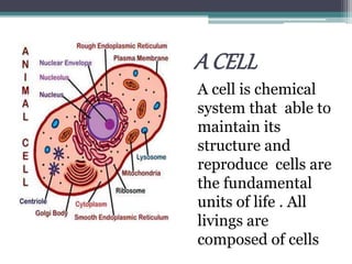 Internal environment and homeostasis | PPTX