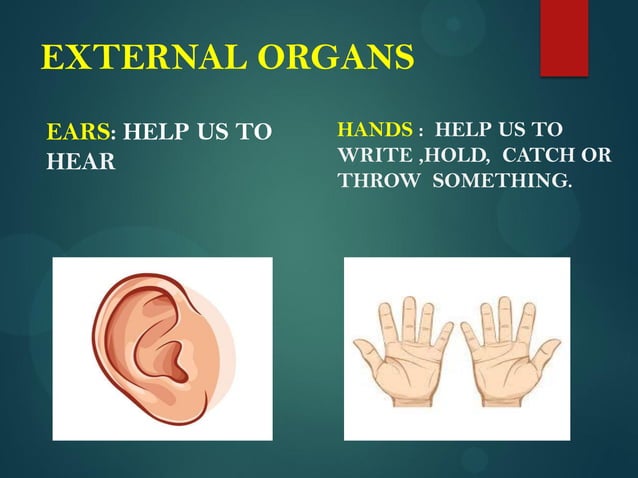 ORGANS OF THE BODY | PPT