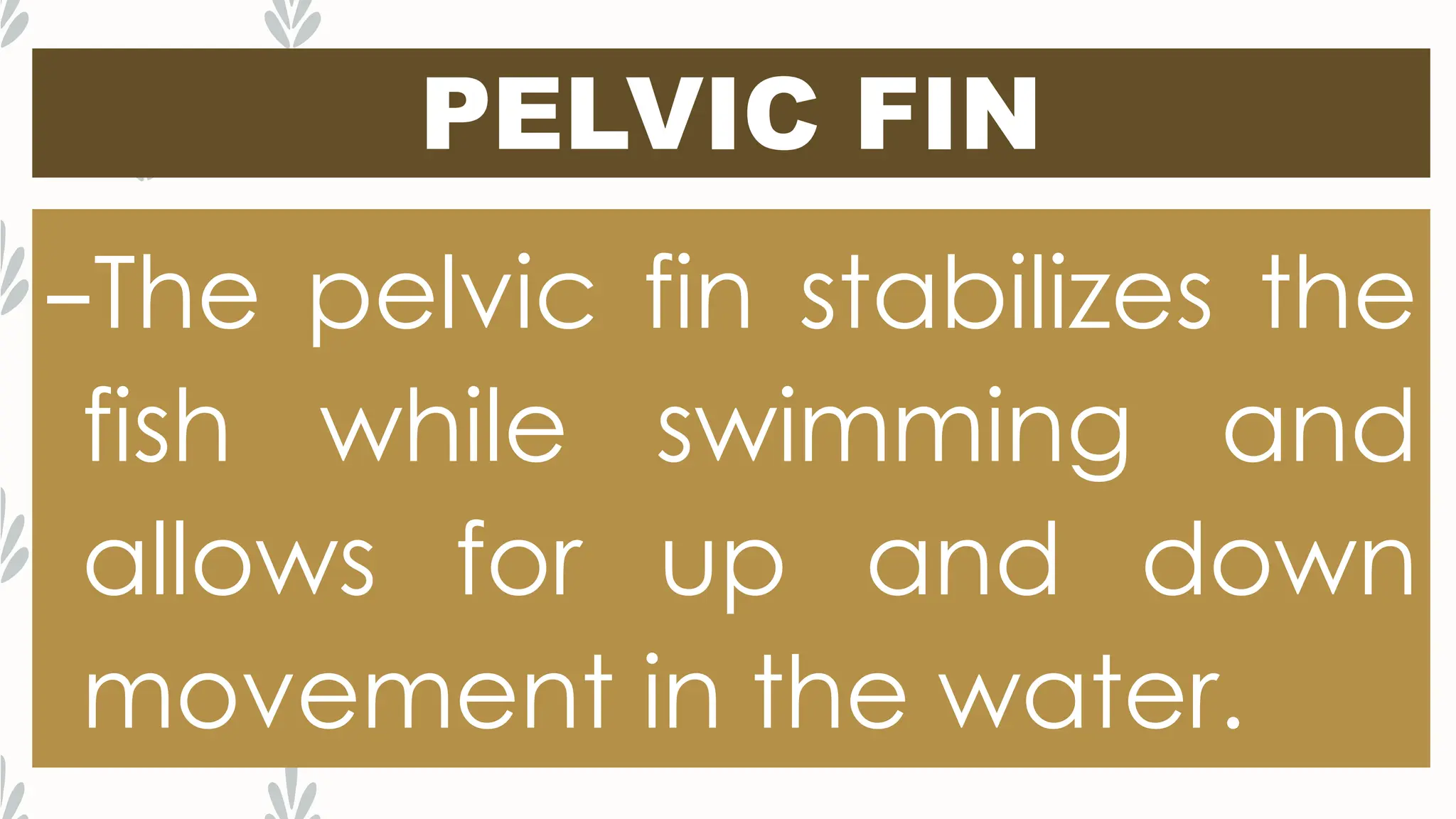 INTERNAL AND EXTERNAL PARTS OF A FISH.pptx