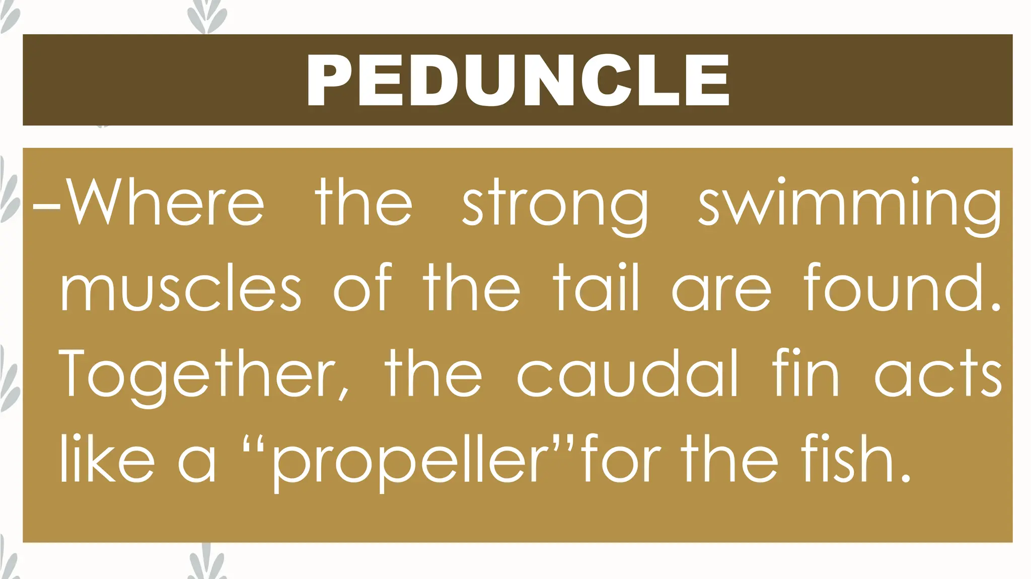 INTERNAL AND EXTERNAL PARTS OF A FISH.pptx
