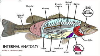 INTERNAL AND EXTERNAL PARTS OF A FISH.pptx