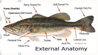 INTERNAL AND EXTERNAL PARTS OF A FISH.pptx
