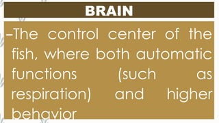 INTERNAL AND EXTERNAL PARTS OF A FISH.pptx