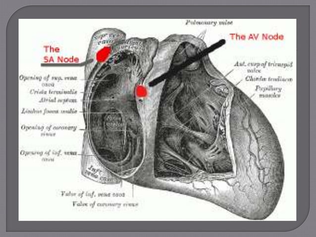Internal feature of right and left atria | PPTX